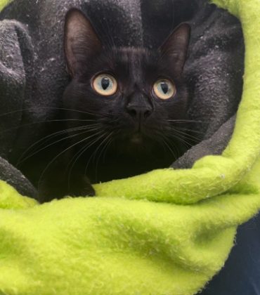 Adopt a Pet - Red Hill Vet Clinic | Veterinary Clinic Pets Enjoy Visiting